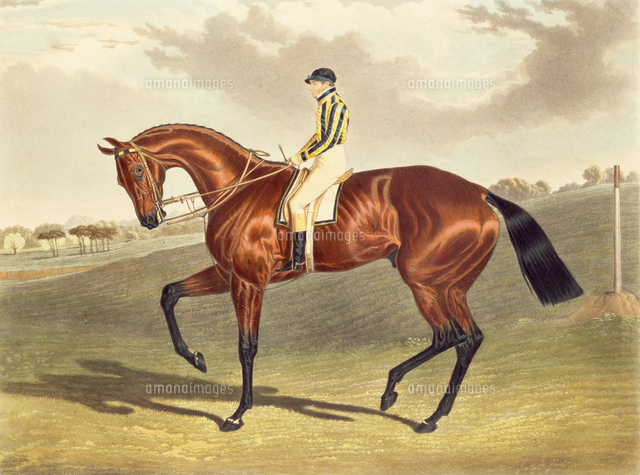 Bay Middleton, winner of the Derby in 1836, after John Frede ...
