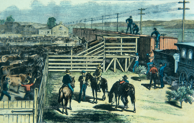 Loading Texas cattle onto a train at Abilene railhead, Kansa ...