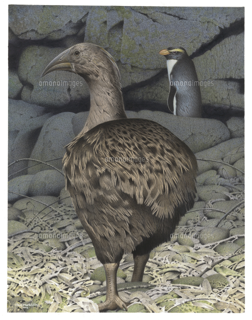 South Island Adzebill, illustration from the series 'Extinct ...