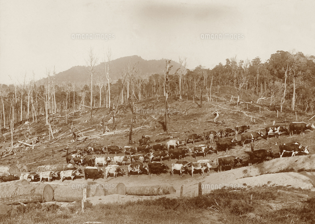 Logging with bullock teams at Whakapara[22040208609]の写真素材・イラスト素材｜アマナイメージズ
