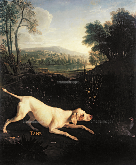 Louis XIV's Dog, Tane[22040214039]の写真素材・イラスト素材｜アマナイメージズ