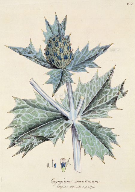 Eryngium martimum: published by Dr. Woodville, 1791[22040238810]の写真素材 ...
