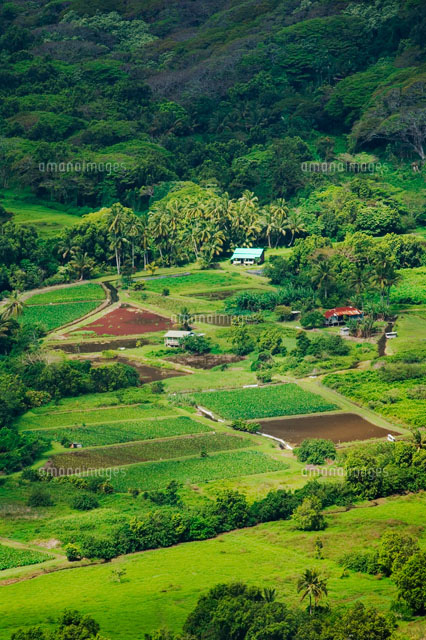 taro farms seen from above[22157008940]の写真素材・イラスト素材｜アマナイメージズ