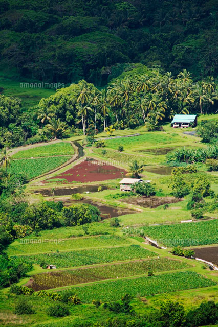 taro farms seen from above[22157008941]の写真・イラスト素材｜アマナイメージズ