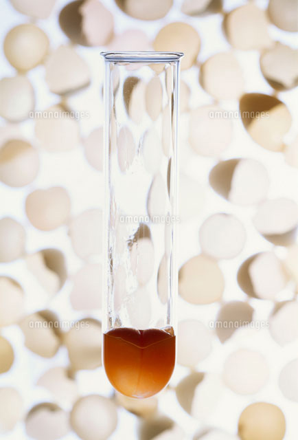 Egg yolk in test tube[22199028474]の写真素材・イラスト素材｜アマナイメージズ