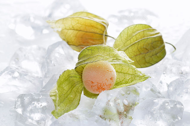 Frozen physalis on ice cubes[22199035472]の写真素材・イラスト素材｜アマナイメージズ