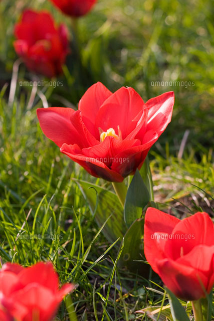 Red dwarf tulips in grass[22199039705]の写真素材・イラスト素材｜アマナイメージズ