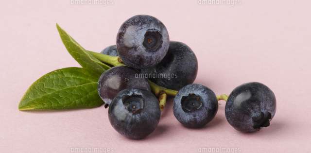 Blueberries on the stalk with a leaf[22199078163]の写真素材・イラスト素材｜アマナイメージズ