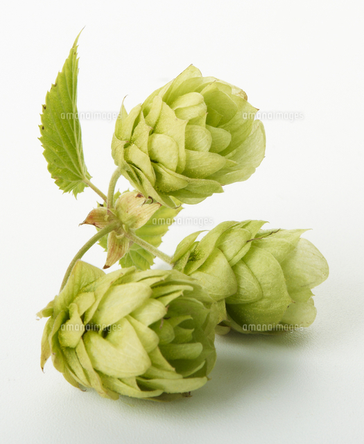 Three hop umbels[22199078330]の写真素材・イラスト素材｜アマナイメージズ