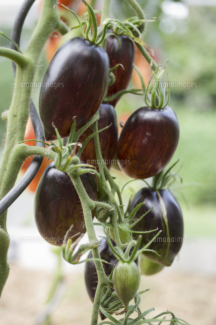 Black tomatoes on a vine: 'Shadow Boxing' variety[22199090735]の写真素材 ...