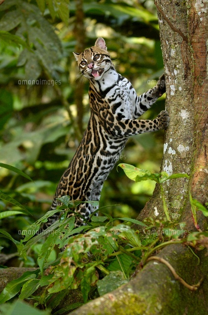 Ocelot, Amazon Rain Forest, Ecuador[22206001942]の写真素材・イラスト素材｜アマナイメージズ