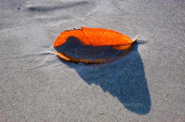 Leaf on a sandy beach, Andaman Islands[22206002326]の写真素材・イラスト素材｜アマナイメージズ