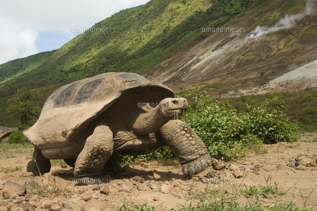 Galapagos Giant Tortoise and steam vent, Alcedo Volcano, Isa ...