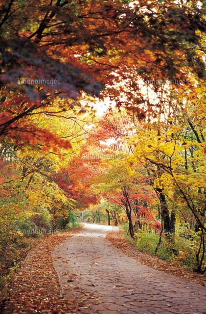 Mungyeongsaejae Provincial Park,Mungyeong-si,Gyeongbuk,Korea[22215001353]の写真素材・イラスト素材｜アマナイメージズ