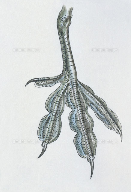 an Eurasian coots claw[22907002768]の写真素材・イラスト素材｜アマナイメージズ