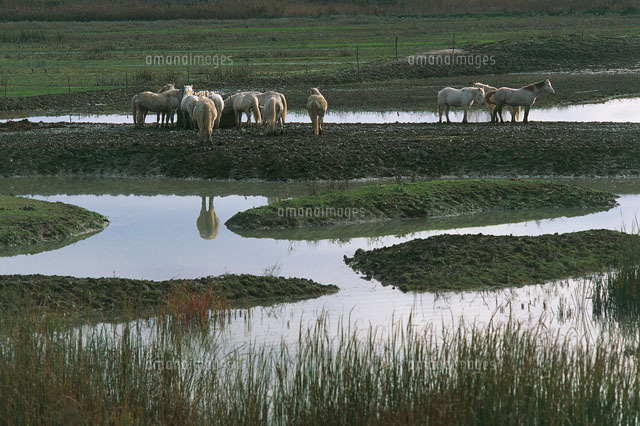 Group of horses in a flooded pasture[22907006121]の写真素材・イラスト素材｜アマナイメージズ