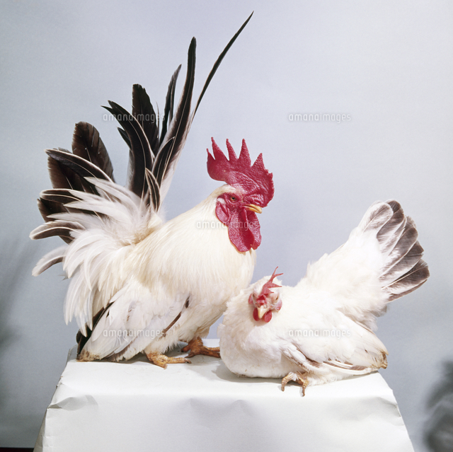 ニワトリ[23018025466]の写真素材・イラスト素材｜アマナイメージズ