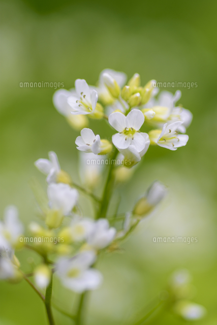 コンロンソウの花。山菜として利用できる。 学名：Cardamine leucantha[32203009167]の写真素材・イラスト素材 ...