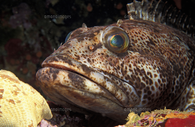 Lingcod (Ophiodon elongatus), a top reef predator[32242000188]の写真素材 ...