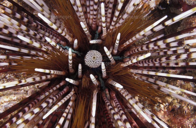 sea urchin (Echinothrix calamaris), close-up detai[32242000281]の写真素材 ...