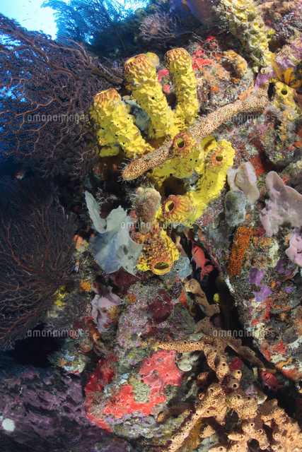 rich sponge growth on reef wall, 80' deep.[32242000509]の写真素材・イラスト素材｜アマナ ...