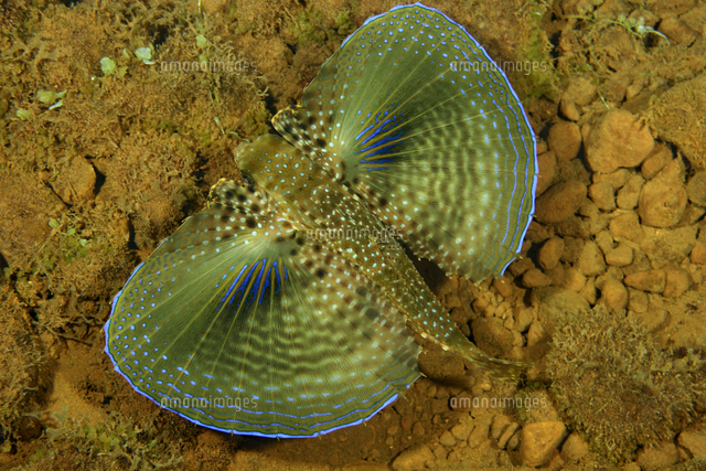Flying Gurnard (Dactylopterus volitans).[32242000577]の写真素材・イラスト素材｜アマナイメージズ