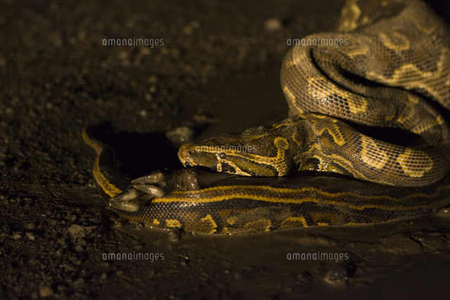 African Rock Python Python sebae Swallowing duiker[32243000717]の写真素材 ...