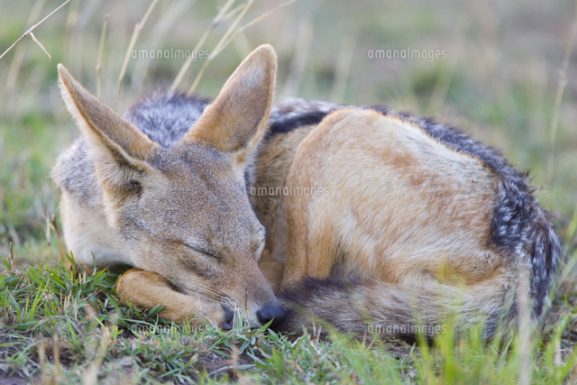 Black-backed Jackal Canis mesomelas Sleeping[32243001921]の写真素材・イラスト素材 ...
