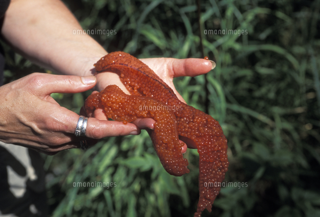 Sockeye Salmon Roe Oncorhynchus nerka Roe Eyak Lak[32243003255]の写真素材 ...