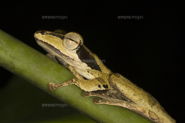 Dark-eared Tree Frog Polypedates macrotis Danum V[32243007672]の写真素材 ...