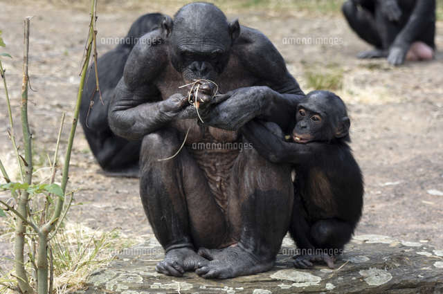 Bonobo female and young Pan paniscus Congo[32244000382]の写真素材・イラスト素材｜アマナ ...