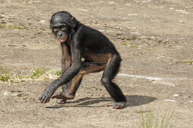 Bonobo young Pan paniscus Congo[32244000389]の写真素材・イラスト素材｜アマナイメージズ