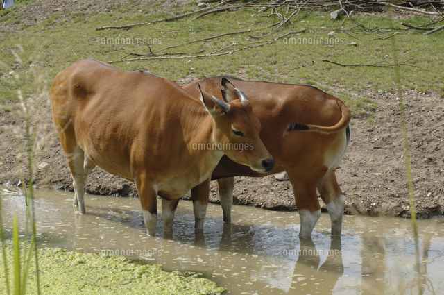 Banteng female Bos javanicus ( = Bos banteng) S.E. Asia[32244000496]の写真 ...