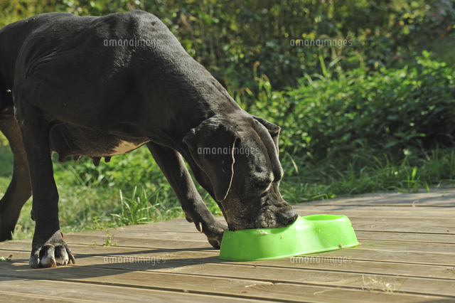 Great dane eating. Canis familiaris[32244000811]の写真素材・イラスト素材｜アマナイメージズ