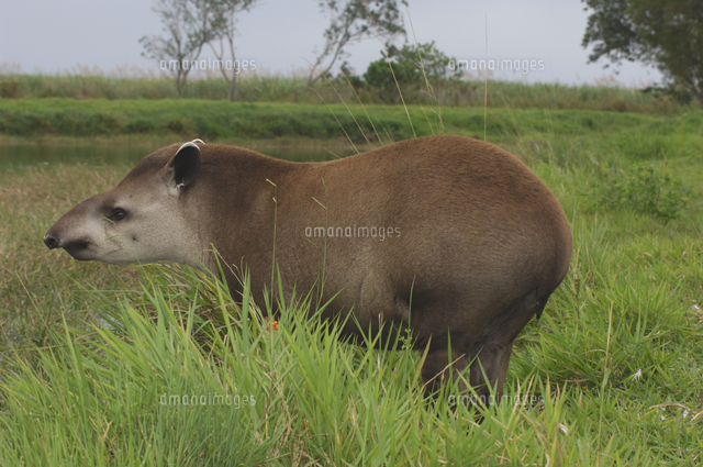 Tapir. Tapirus terrestris. Bolivia[32244001270]の写真素材・イラスト素材｜アマナイメージズ