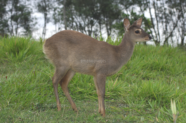 Gray brocket deer. Urina ( castelleno); Guasu(Guarani);Heamo ...