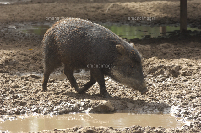 White-lipped peccary; Tayasu?aro ( guarani), Nacoe (ayoreo ...