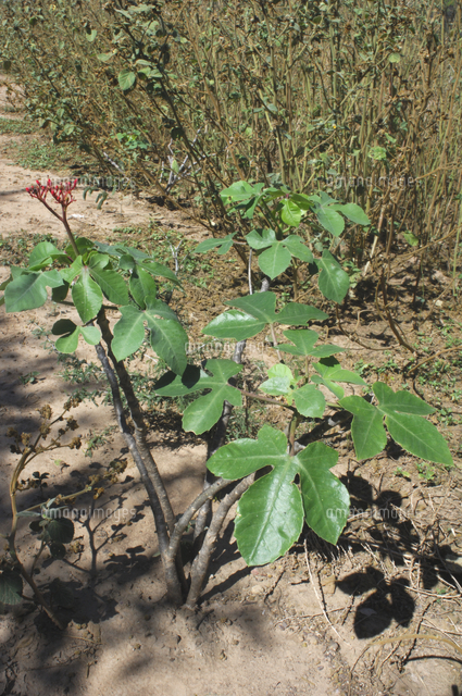Cotton-leaved physic nut, bellyache bush, wild cassada, red[32244001621 ...