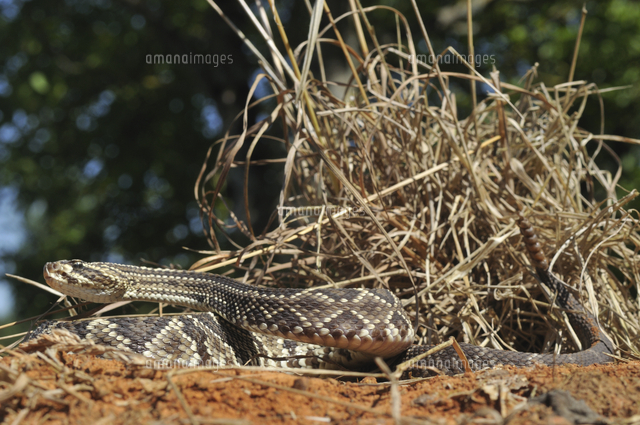 Tropical rattlesnake. Crotalus durissus. Tropical america.[32244002927 ...