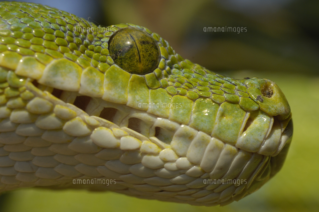 Green tree python. Morelia ( = Chondropython ) viridis. Papu ...