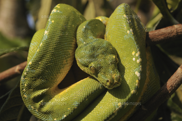 Green tree python. Morelia ( = Chondropython ) viridis. Papu ...
