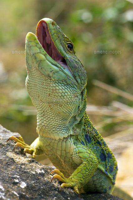 Ocellated Lizard. Male. Timon lepidus lepidus. Aude . France ...