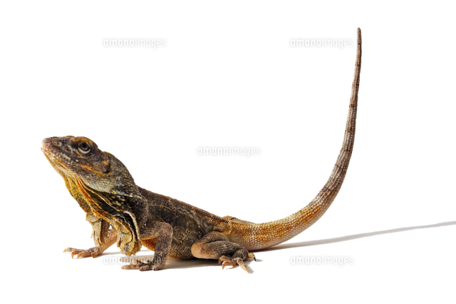 Frill-necked Lizard Chalmydosaurus kingii Australia. S. New ...