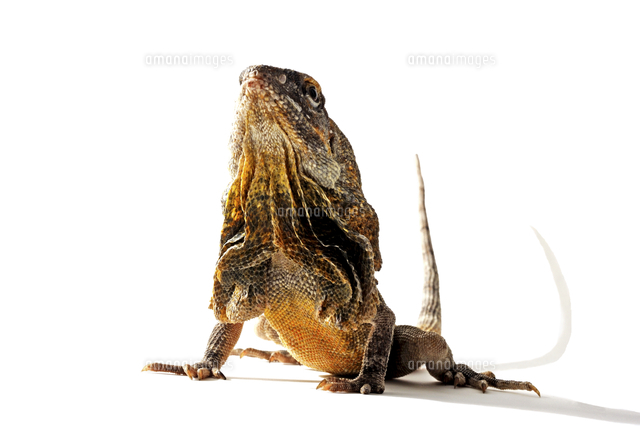 Frill-necked Lizard Chalmydosaurus kingii Australia. S. New ...
