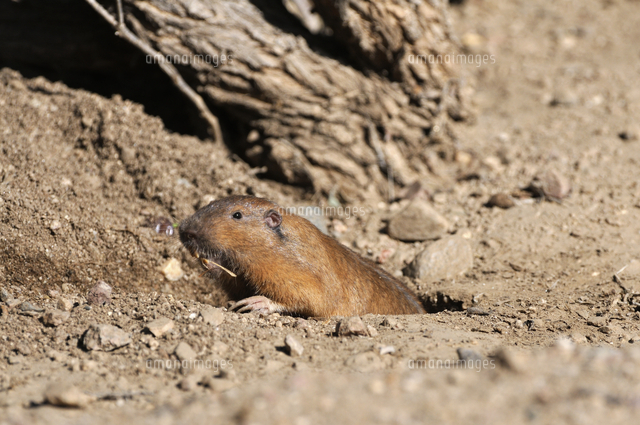 Valley pocket Gopher Thomomys bottae Catalina mountains foot ...