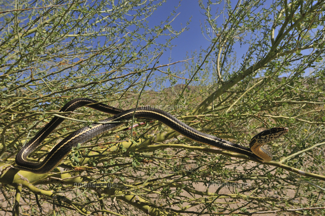 California striped Racer Masticophis ( = Coluber) l. lateral ...