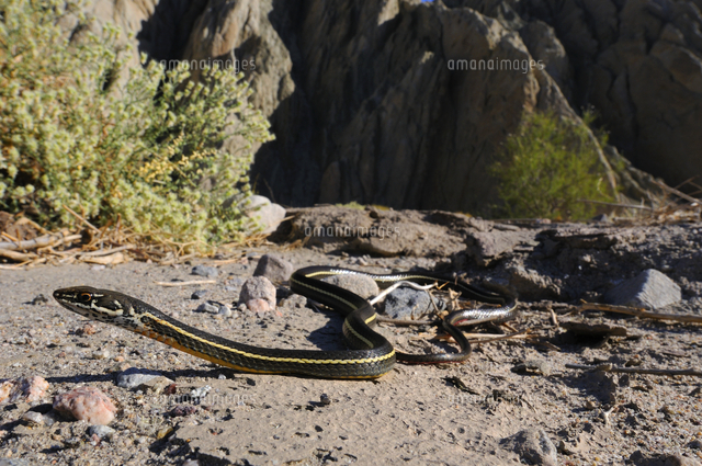 California striped Racer Masticophis ( = Coluber) l. lateral ...