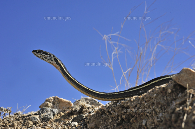 California striped Racer Masticophis ( = Coluber) l. lateral ...