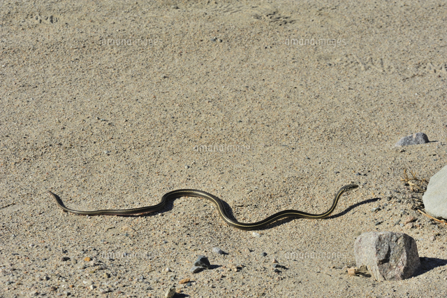 California striped Racer Masticophis ( = Coluber) l. lateral ...