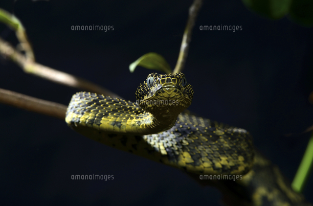 Mount Kenya Bush Viper Atheris desaixi Mount Kenya. Endemic ...